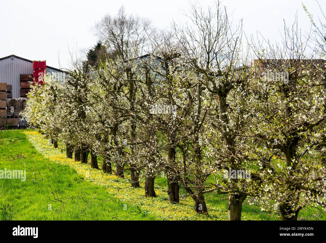 Jork, Germany. 07th Apr, 2024. Cherries blossom in the Altes Land. The ...