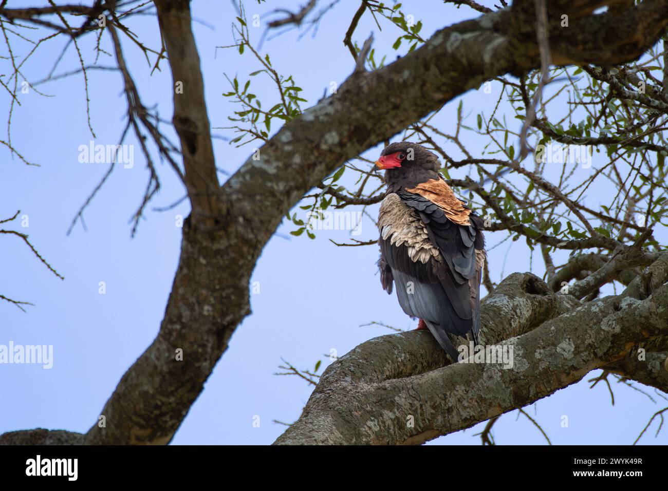 Bird young africa raptor terathopius ecaudatus hi-res stock photography ...