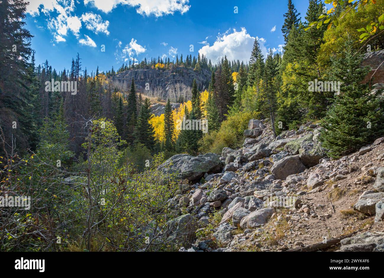 Evergreen forest with colordul Aspen trees growing on the rugged ...