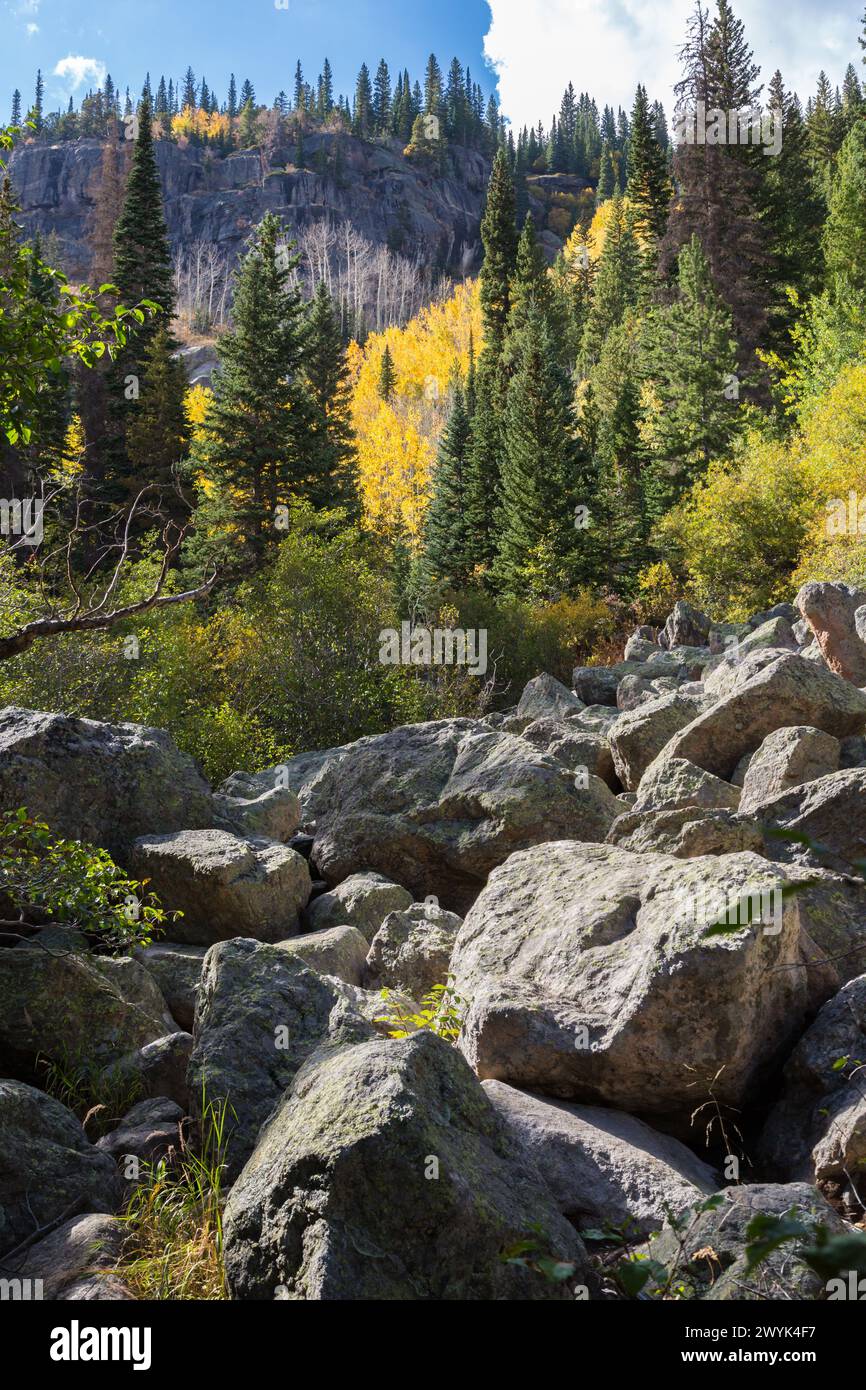 Evergreen forest with colordul Aspen trees growing on the rugged ...
