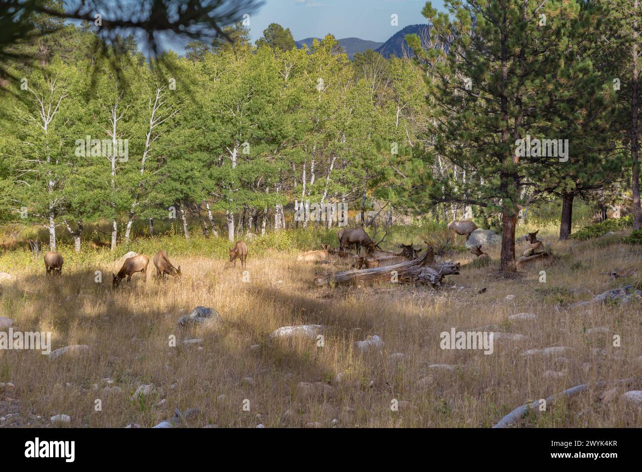 Elk grazing on grass along the Bear Lake Road in Rocky Mountain ...