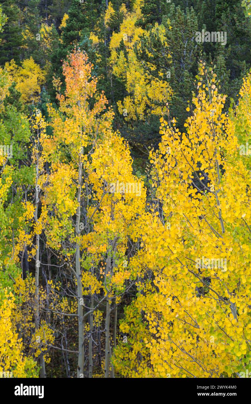 Aspen trees starting to change colors in the early fall near Estes Park ...
