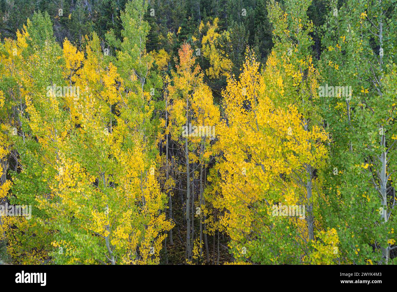 Aspen trees starting to change colors in the early fall near Estes Park ...