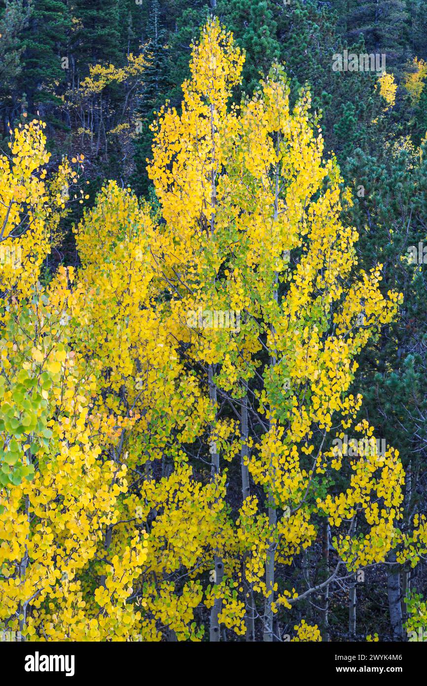 Aspen trees starting to change colors in the early fall near Estes Park ...