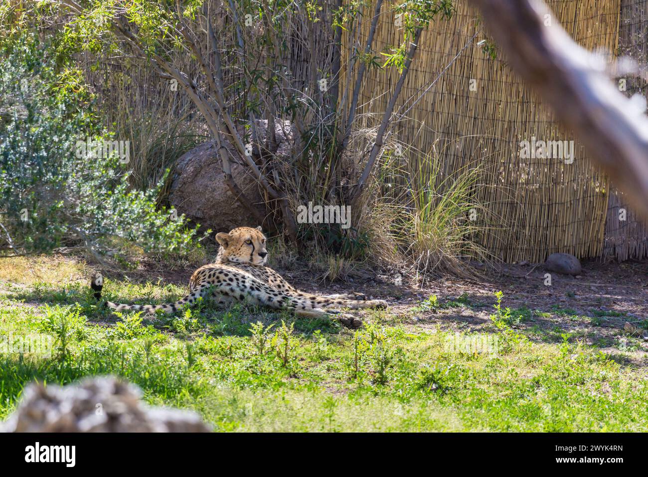 Cheetah (Acinonyx jubatus) at the Phoenix Zoo in Phoenix, Arizona Stock ...