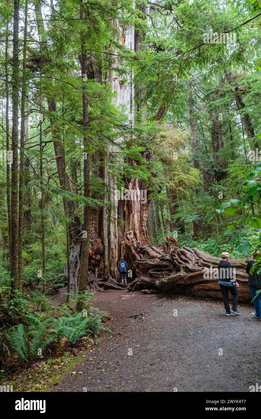 Visitors appear tiny compared to the Quinault Big Cedar Tree in Olympic ... Visitors appear tiny compared to the Quinault Big Cedar Tree in Olympic ...