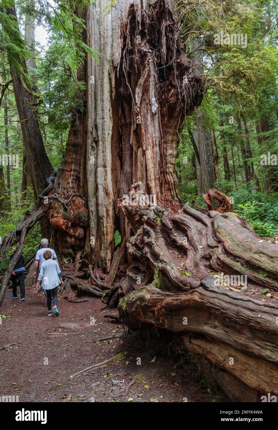 Visitors appear tiny compared to the Quinault Big Cedar Tree in Olympic ... Visitors appear tiny compared to the Quinault Big Cedar Tree in Olympic ...