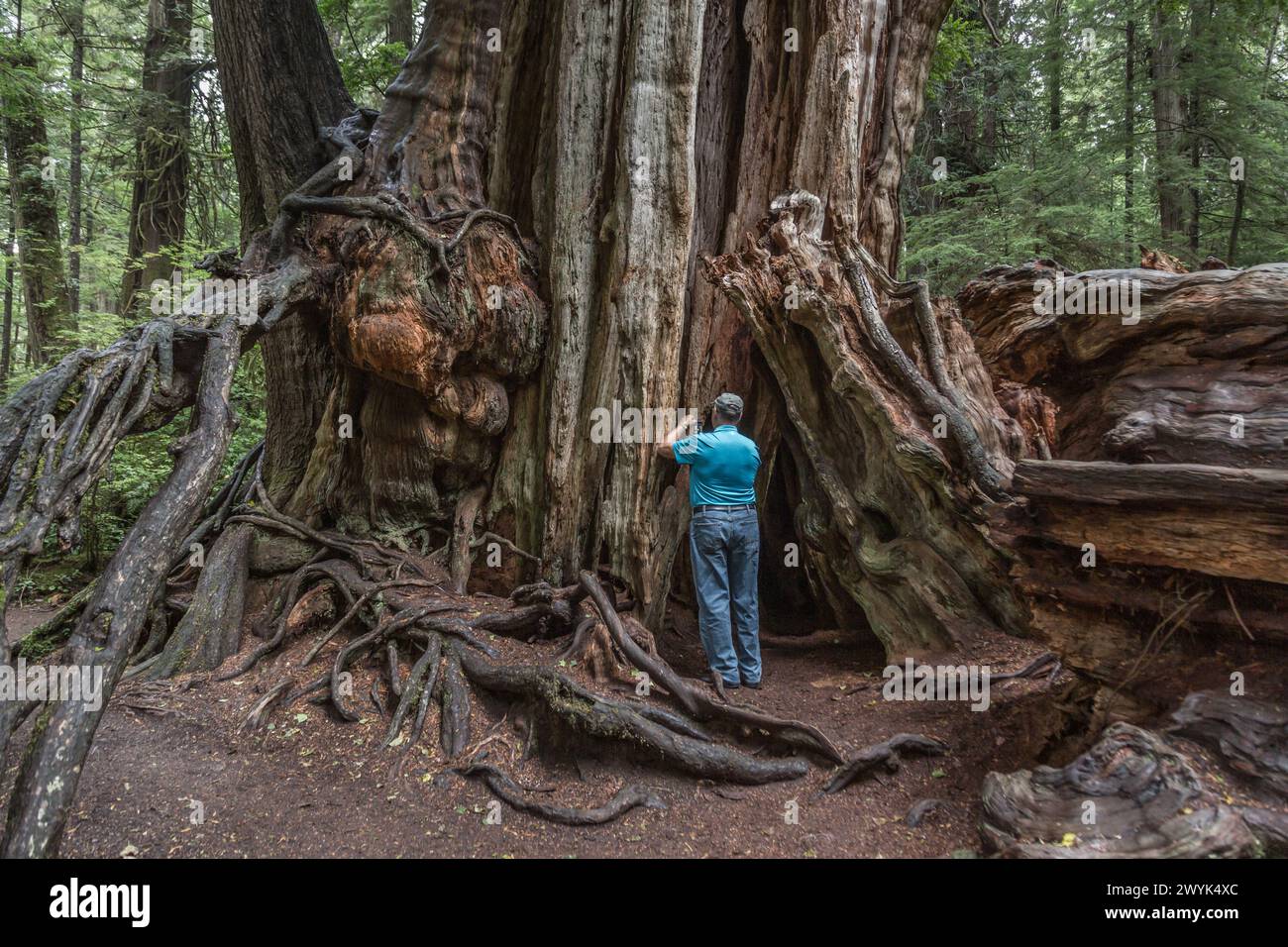 Man taking photo of the Quinault Big Cedar Tree in Olympic National ... Man taking photo of the Quinault Big Cedar Tree in Olympic National ...