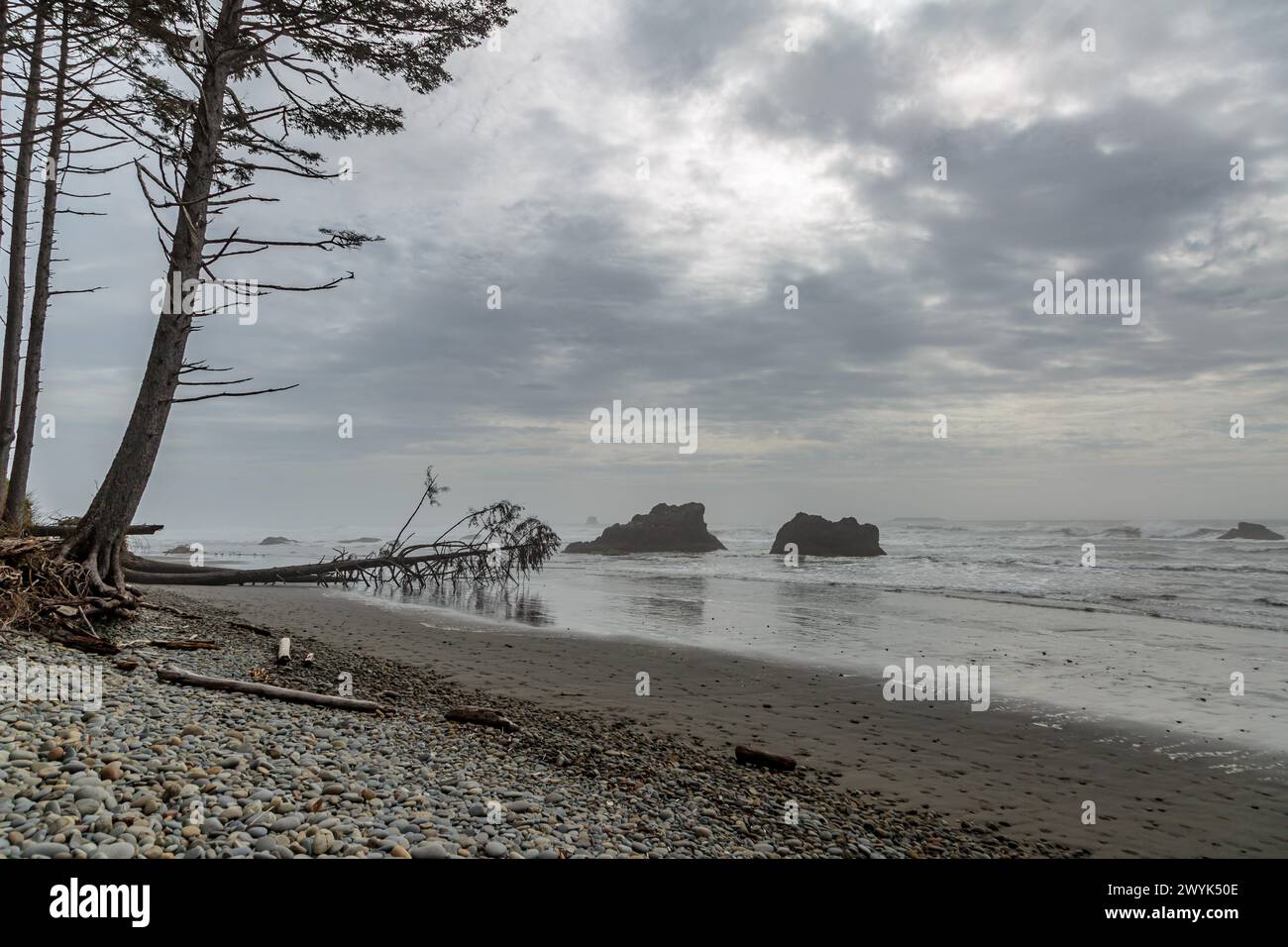 Large tree fallen into the Pacific Ocean at Ruby Beach in the Olympic ...