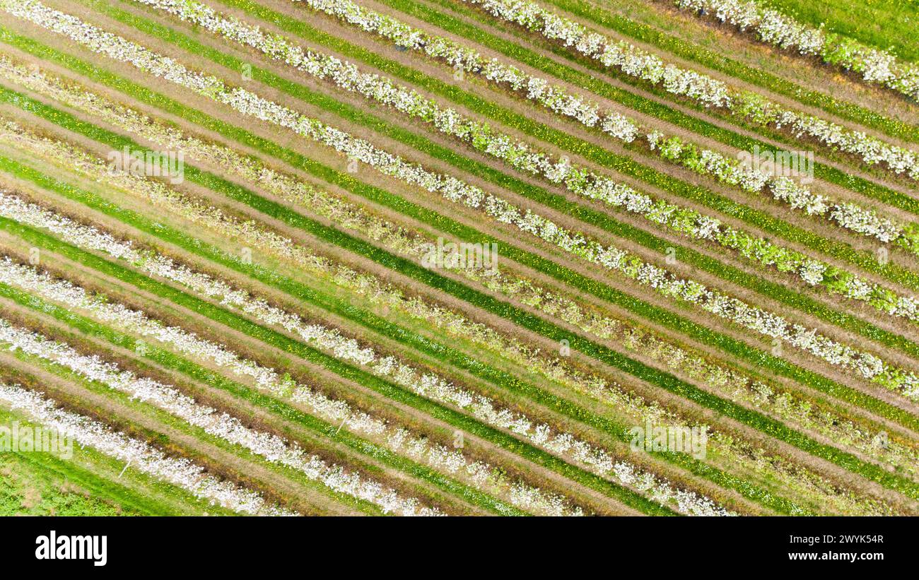 Freiburg, Germany. 07th Apr, 2024. Fruit trees stand in a meadow near ...