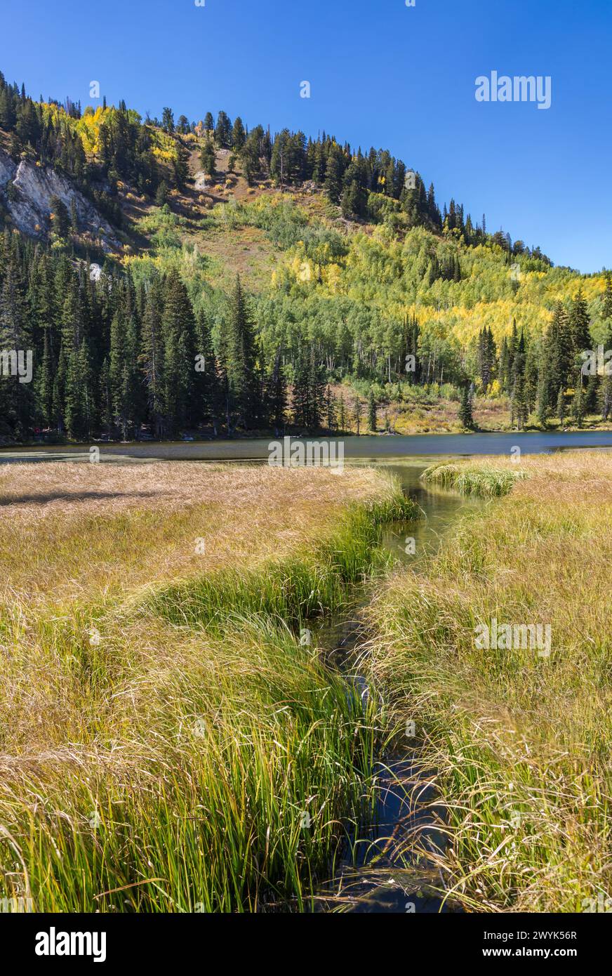 Stream running through grassy wetlands to Silver Lake in Big Cottonwood ...