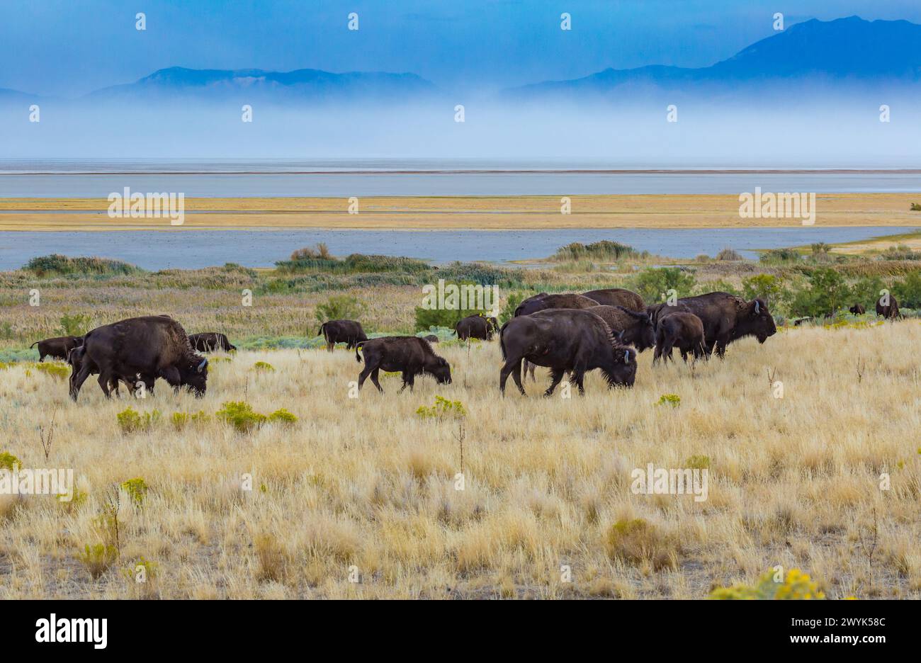 Bison roaming the prairie grasses in Antelope Island State Park near ...