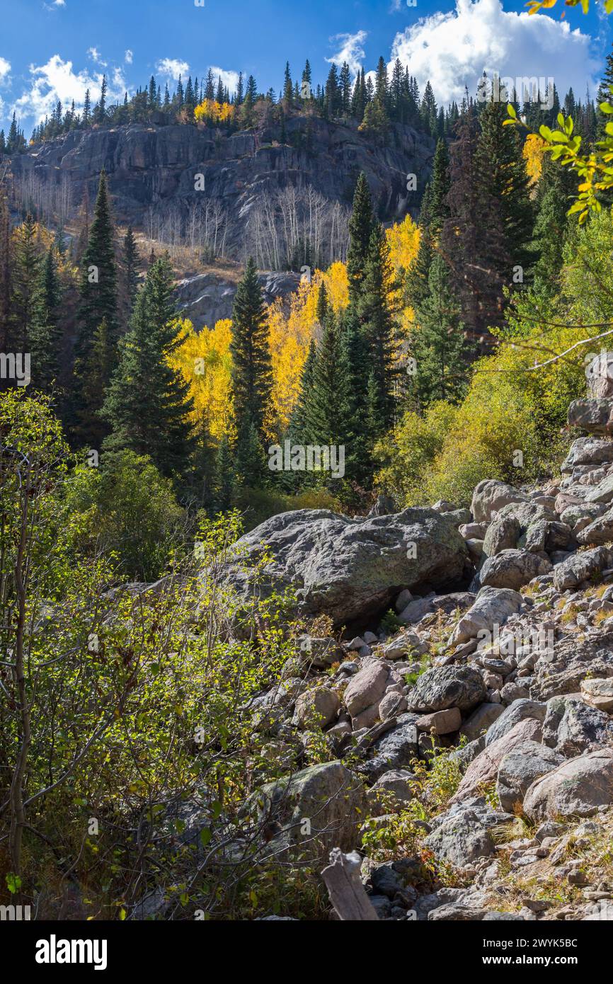 Evergreen forest with colordul Aspen trees growing on the rugged ...