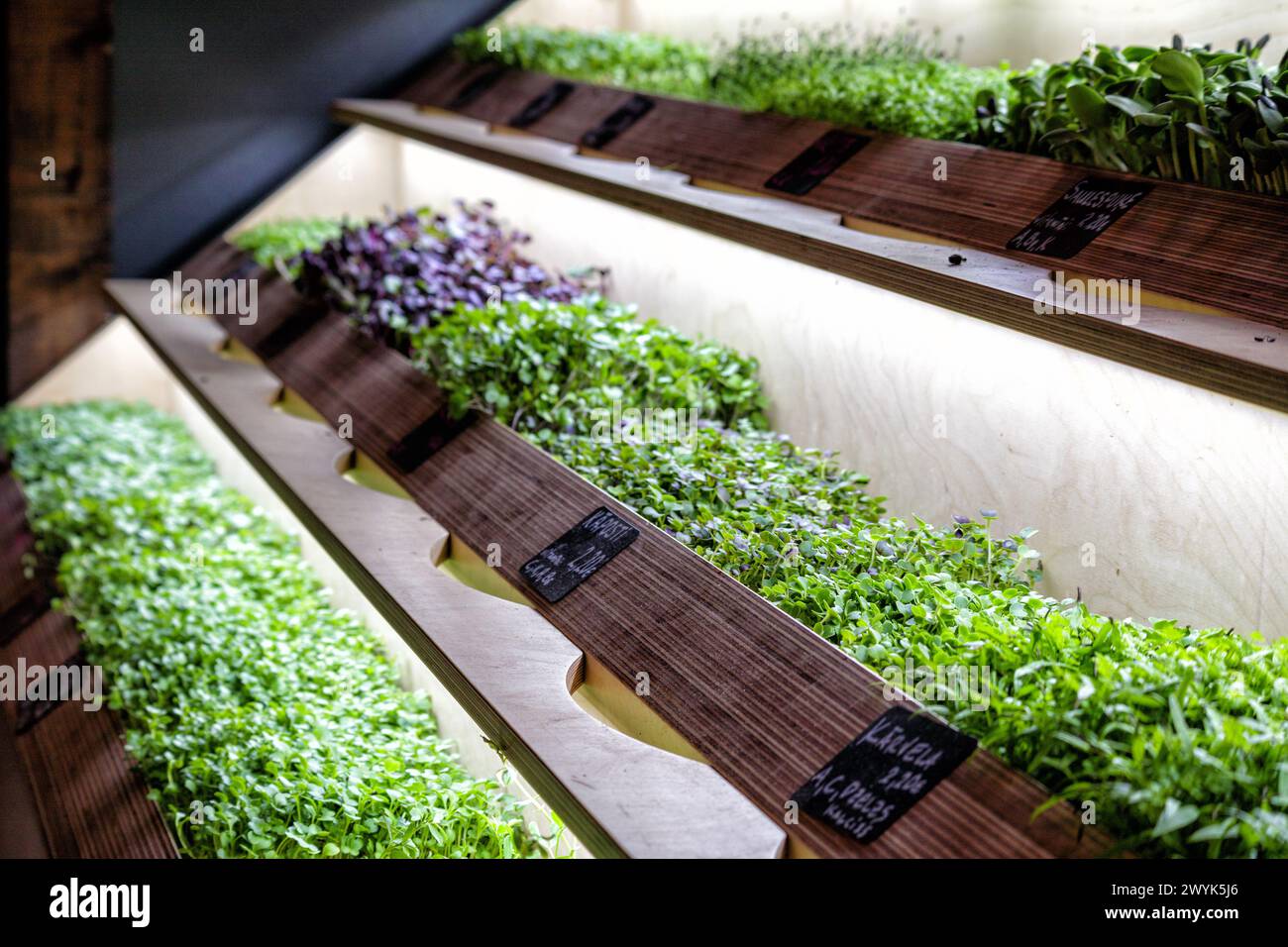 Various green garden plants in the store on wooden shelves Stock Photo ...