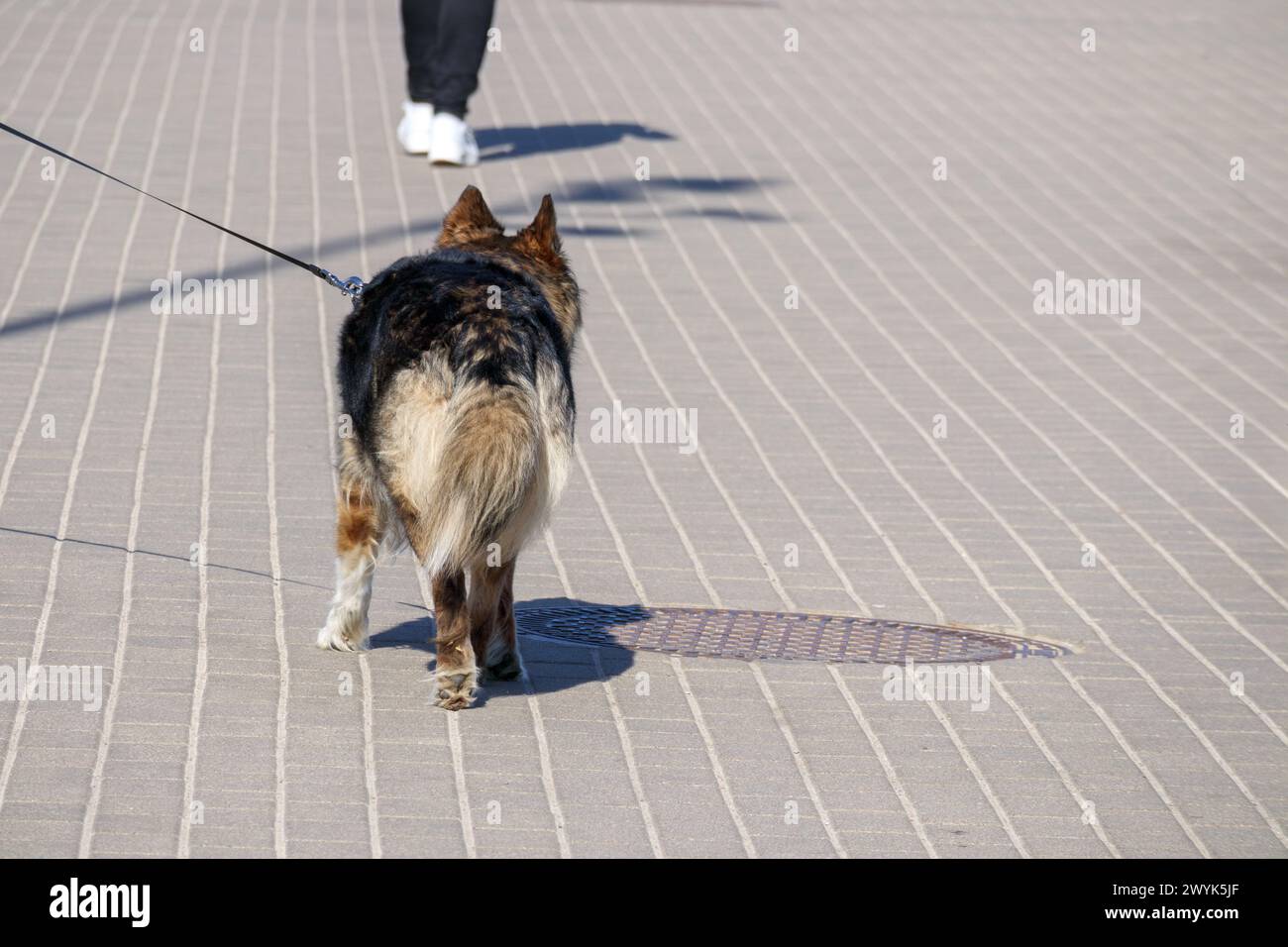 German shepherd dog goes for a walk Stock Photo - Alamy