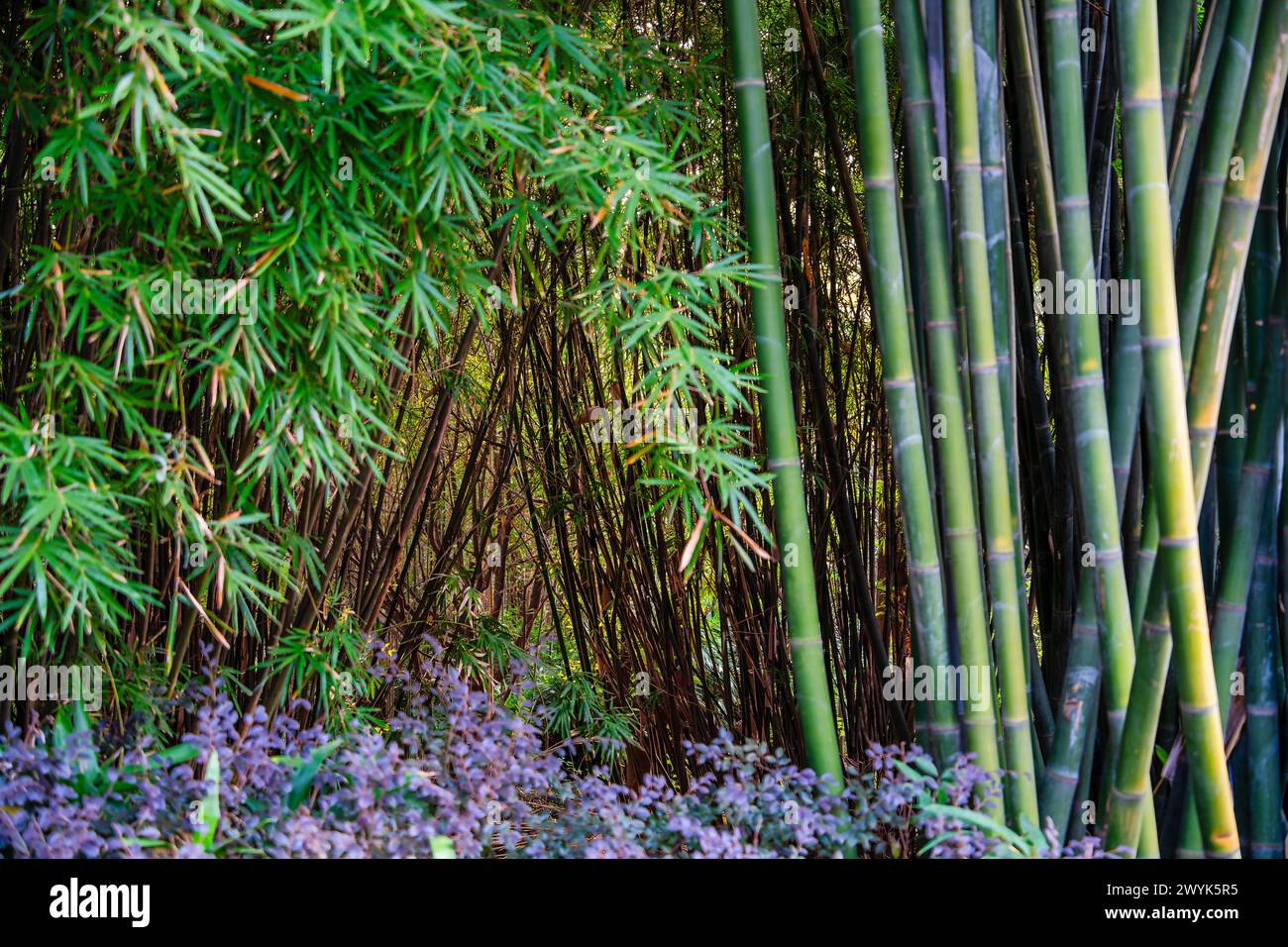 Park and Bamboo in Chengdu, China Stock Photo - Alamy