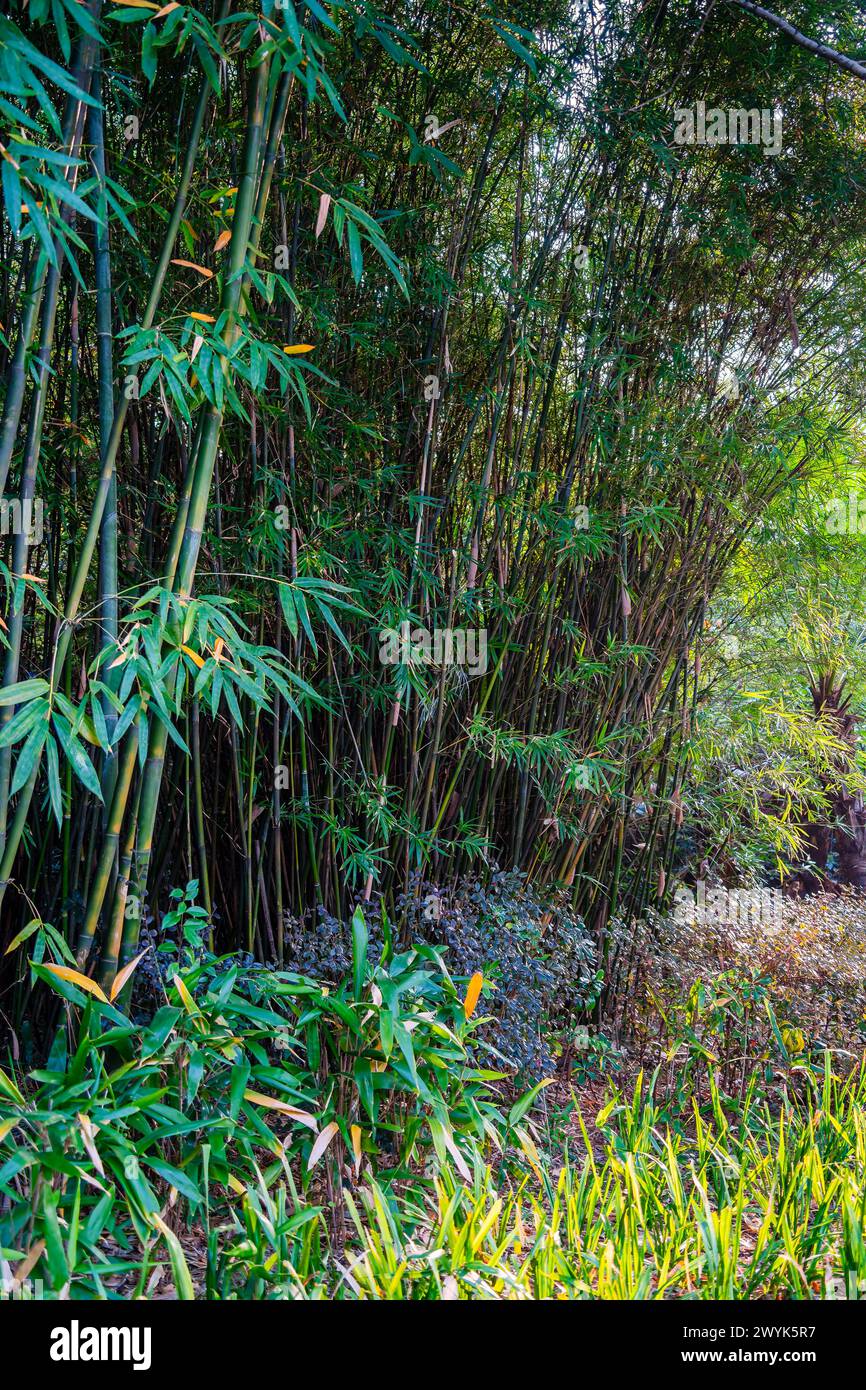 Park and Bamboo in Chengdu, China Stock Photo - Alamy