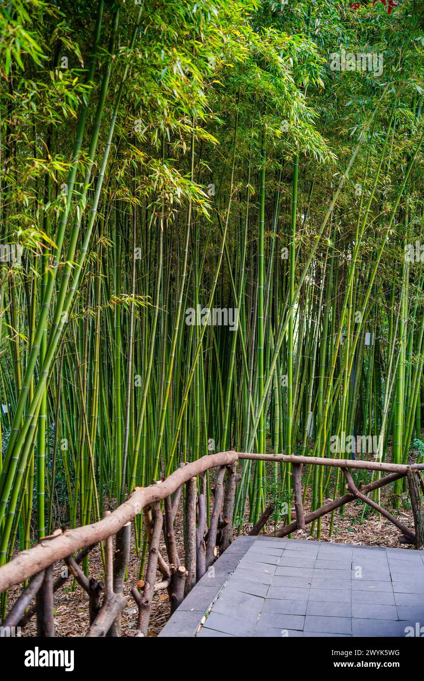 Park and Bamboo in Chengdu, China Stock Photo - Alamy