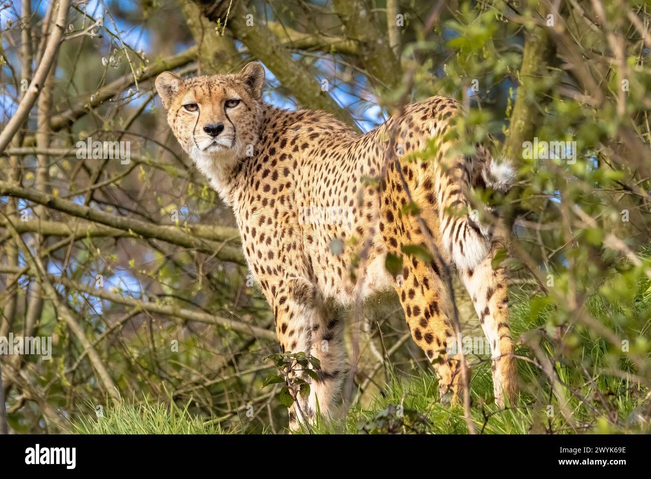 Streamlined animal hi-res stock photography and images - Alamy