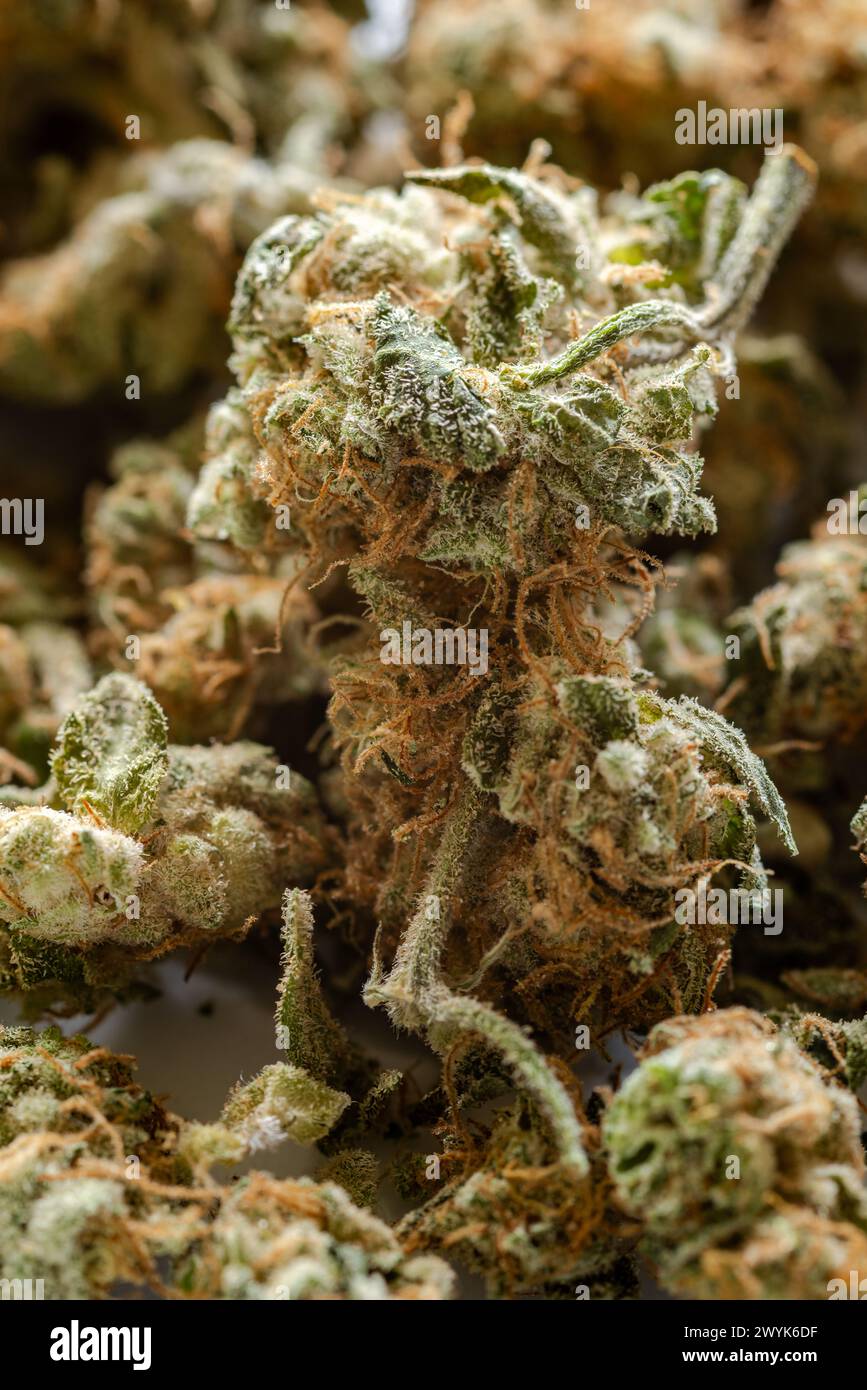 Weed plant buds hi-res stock photography and images - Alamy