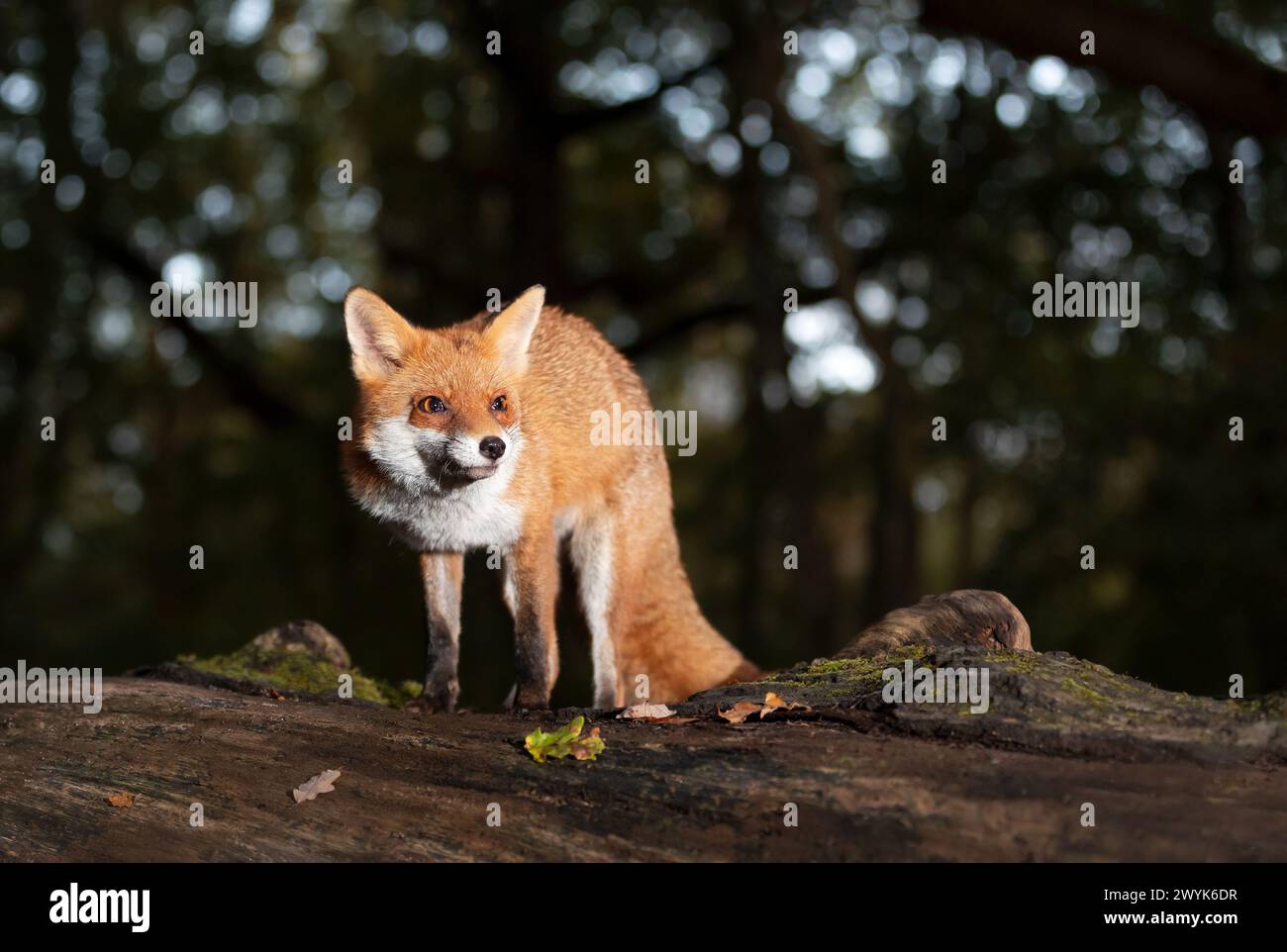 Red fox on a log hi-res stock photography and images - Alamy