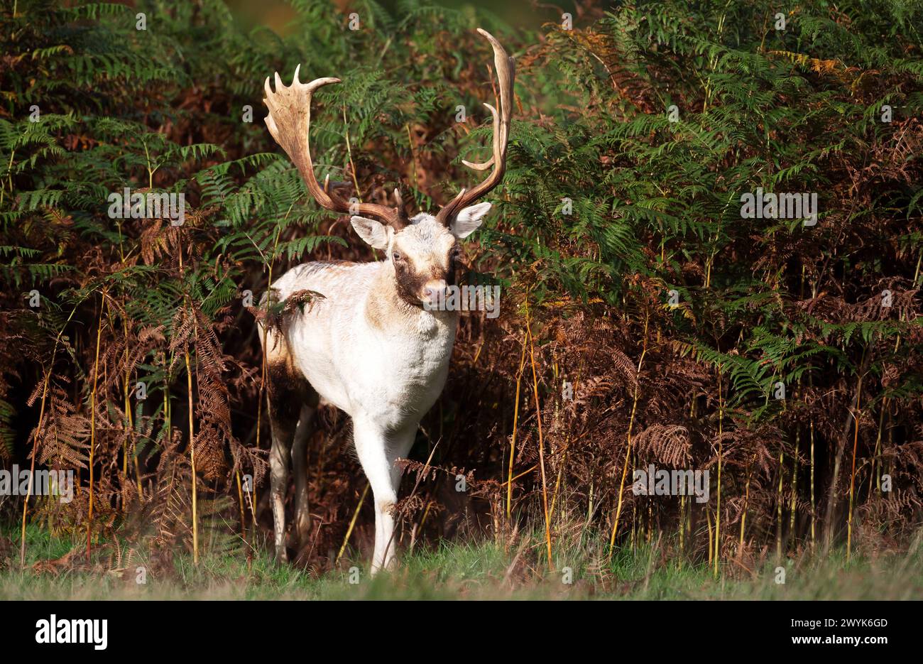 Close-up of a white fallow deer stag standing in ferns in autumn Stock ...
