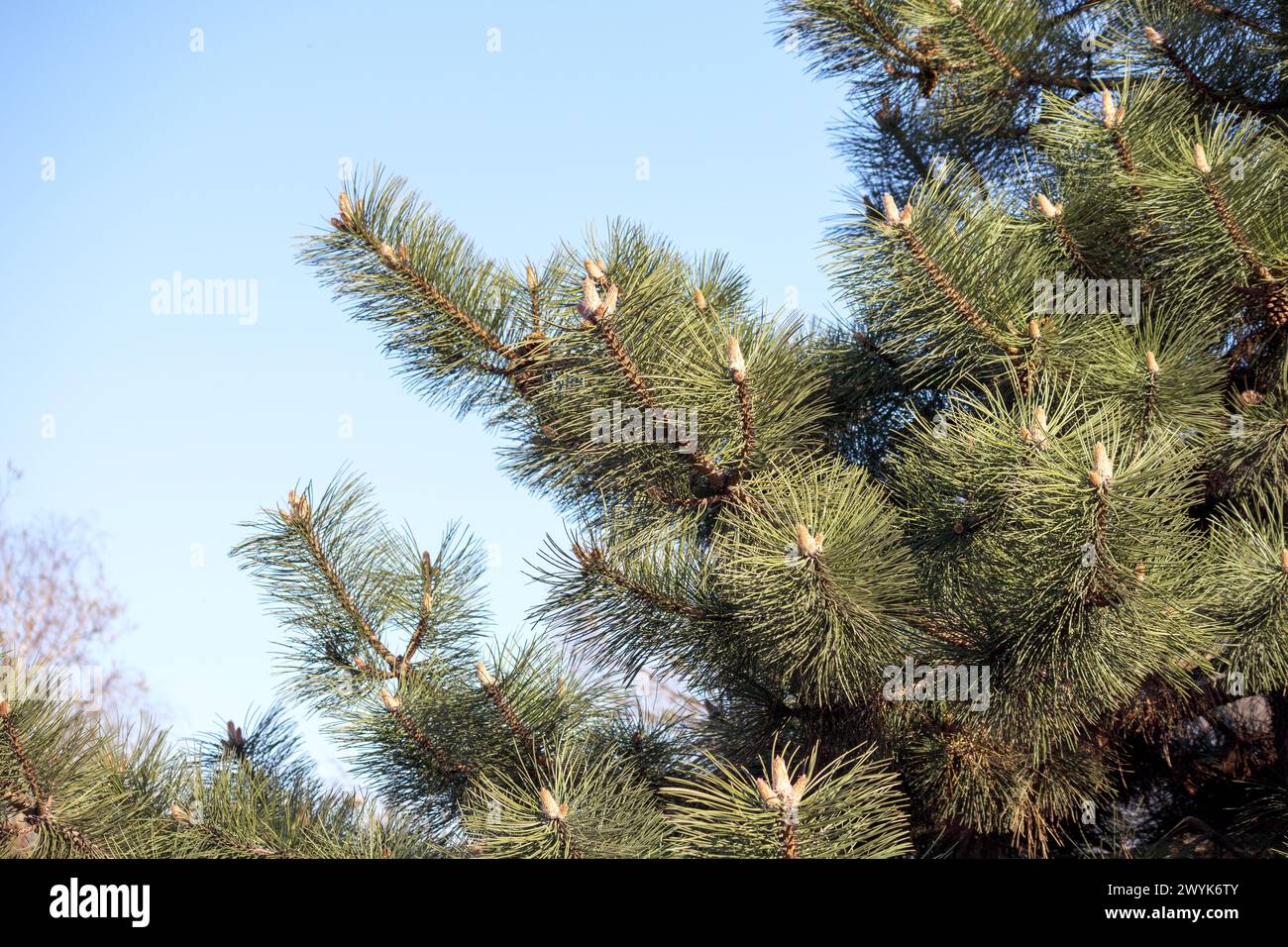 Pine tree needles with small buds and blue sky Stock Photo - Alamy