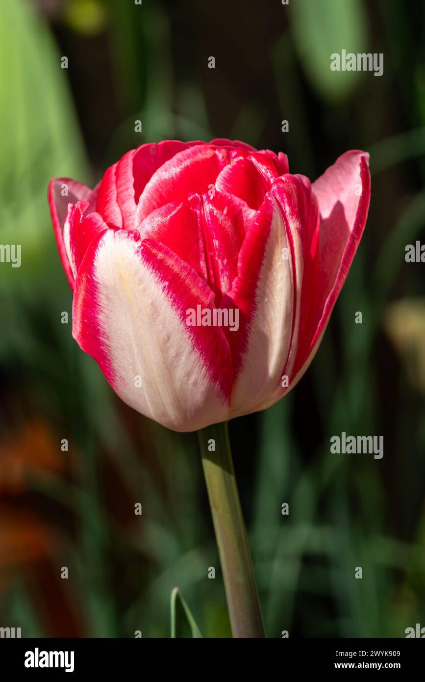 Tulip 'Angelique' (tulipa) a spring flowering plant with a red and ...
