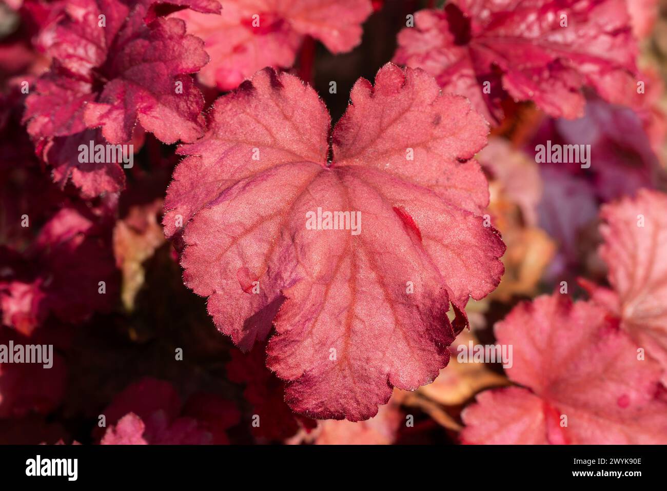 Heuchera berry smoothie hi-res stock photography and images - Alamy