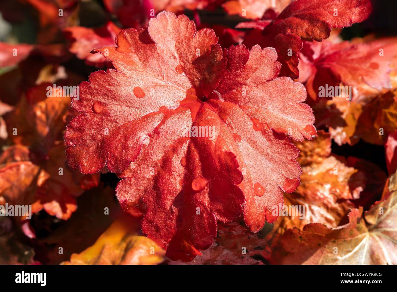 Heuchera 'Forever Red' an herbaceous perennial spring summer foliage ...