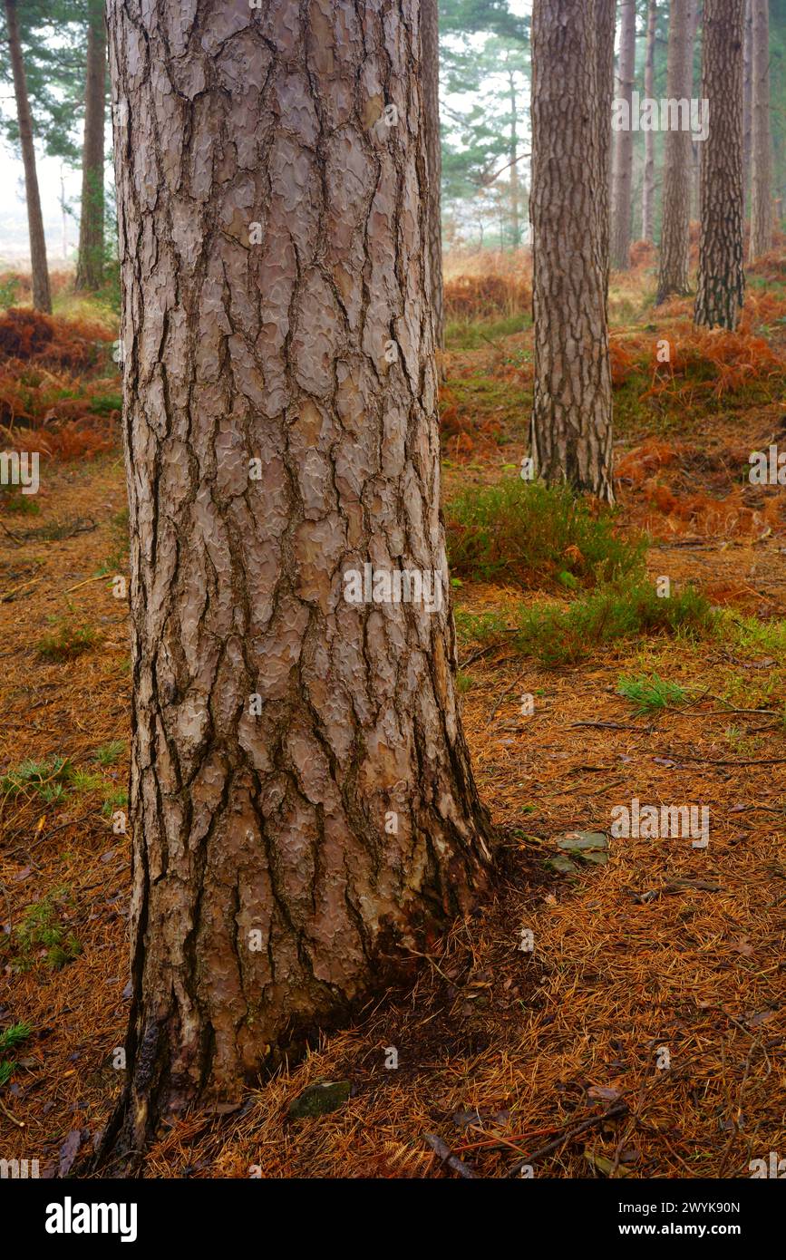 Pine tree pinus isolated hi-res stock photography and images - Alamy