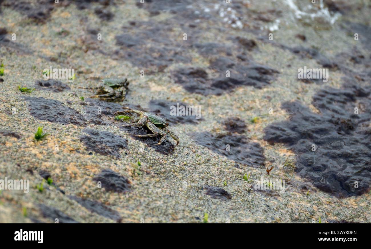 green crab, resplendent in its wet habitat, gracefully maneuvers on ...