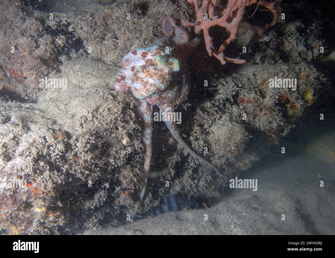 A Caribbean Reef Octopus (Octopus briareus) in Florida, USA Stock Photo ...