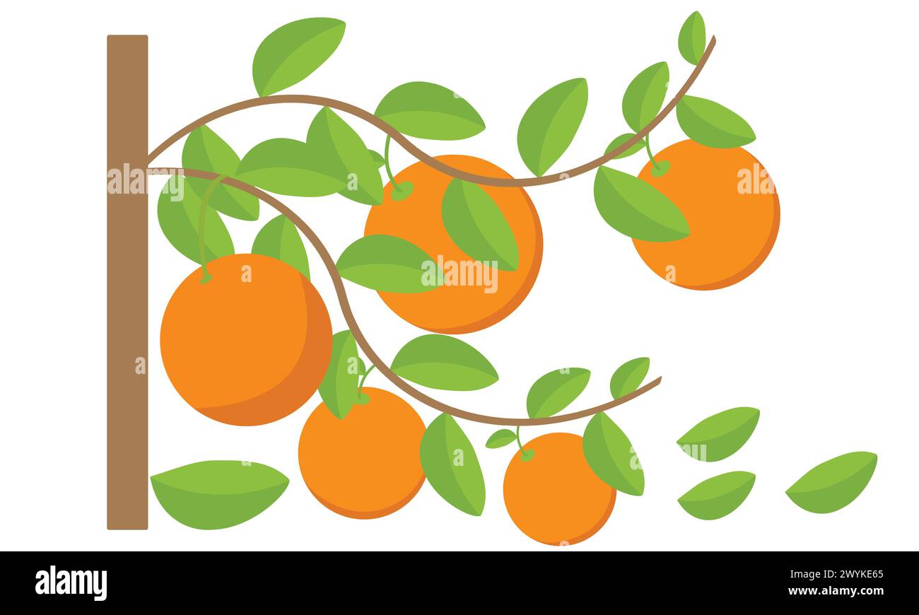 Orange Tree Vector Design And Illustration Stock Vector Image & Art - Alamy