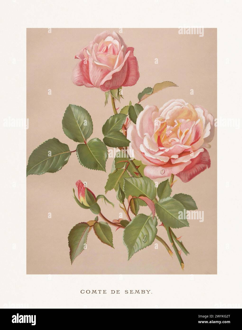 Vintage Rose Illustration. Exquisite 19th-century watercolor ...