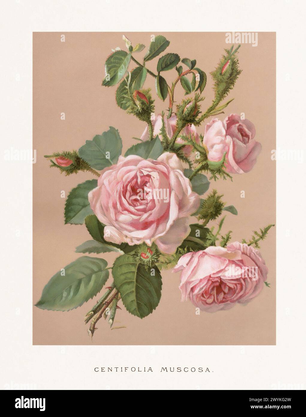 Vintage Rose Illustration. Exquisite 19th-century watercolor ...