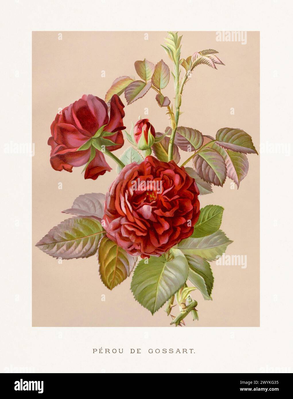 Vintage Rose Illustration. Exquisite 19th-century watercolor ...