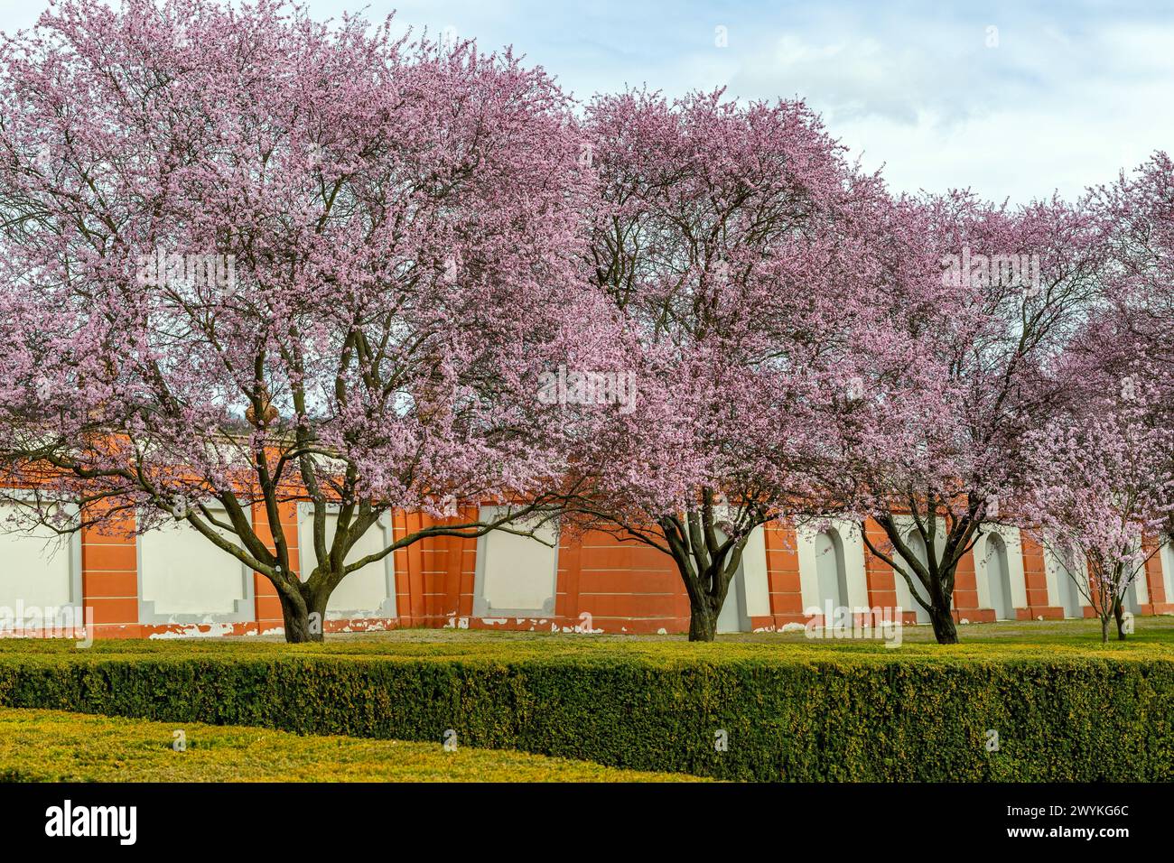 Cherry Blossom Trees by the Garden Wall of Troja Castle Stock Photo - Alamy