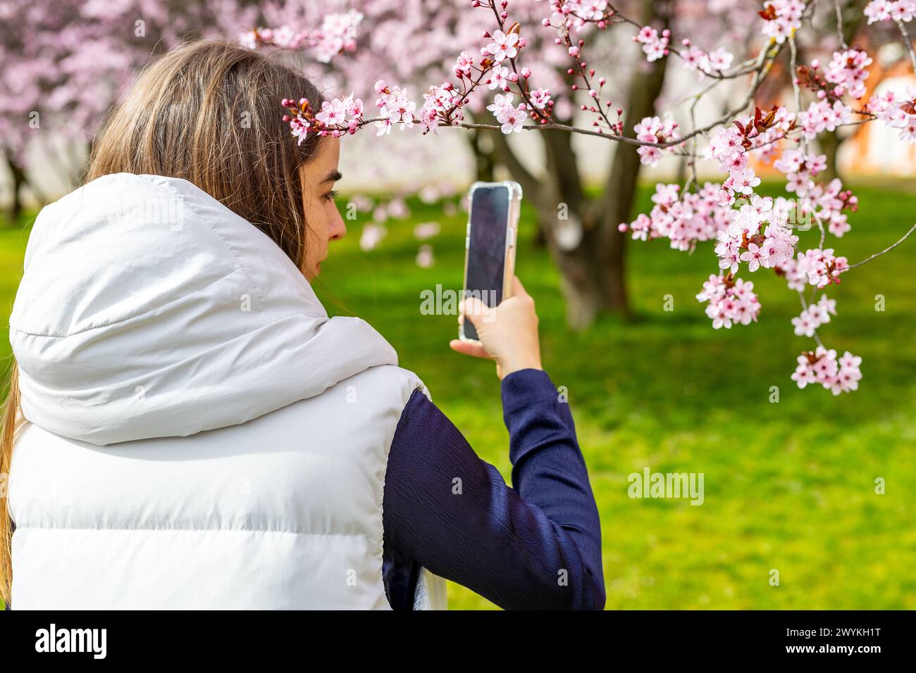 Picturesque landscape blooming cherry trees hi-res stock photography ...