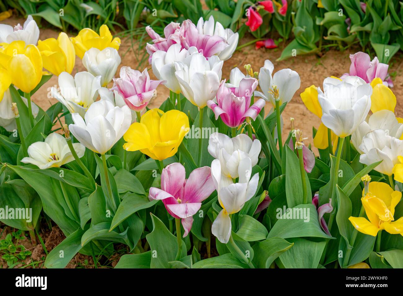 Row of pastel color collection of tulips fully opened almost finished ...