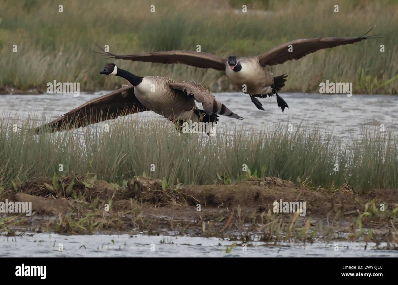 Rainham Essex, UK. 07th Apr, 2024. Canada goose in flight at RSPB ...