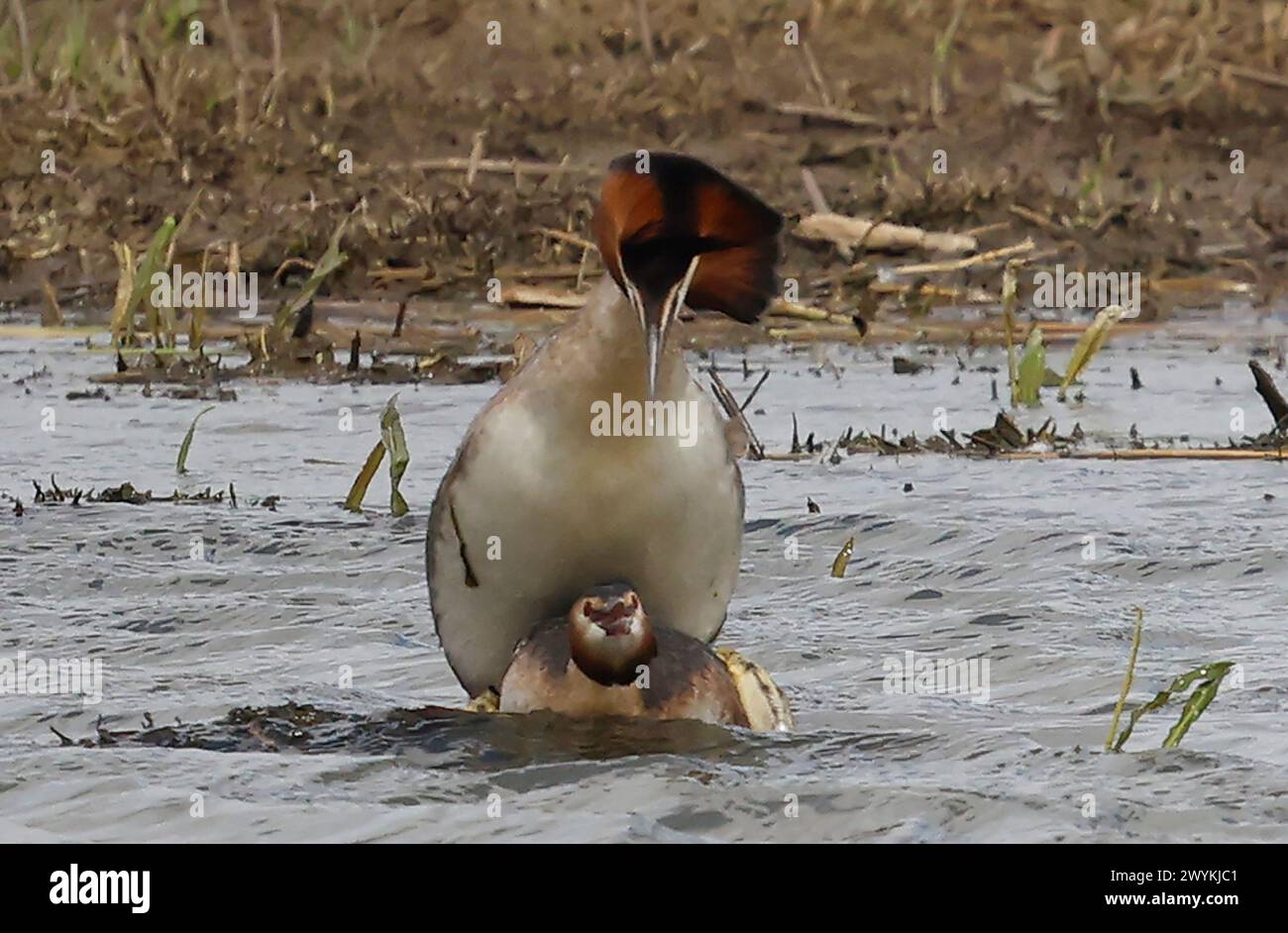 Rainham Essex, UK. 07th Apr, 2024. Great Crested Grebe having fun at ...