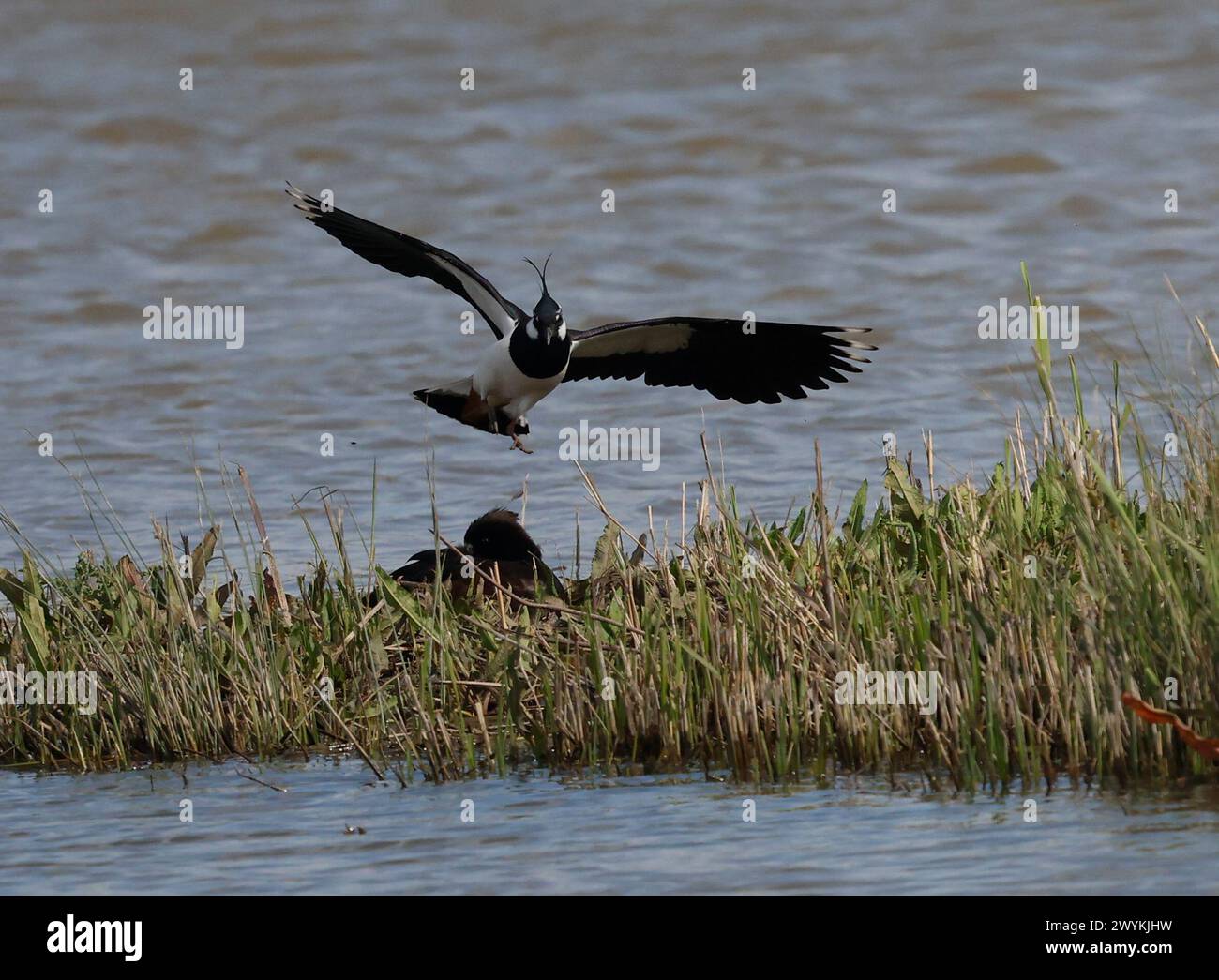 Rainham Essex, UK. 07th Apr, 2024. Lapwing in flight at RSPB Rainham ...