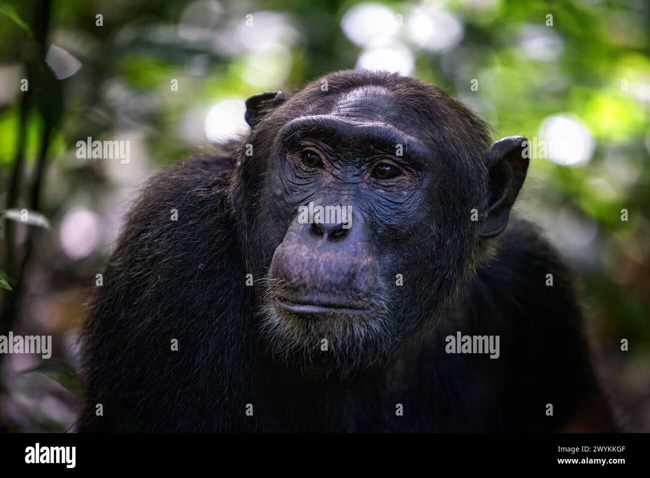 Mature chimpanzee, pan troglodytes, in the tropical rainforest of ...