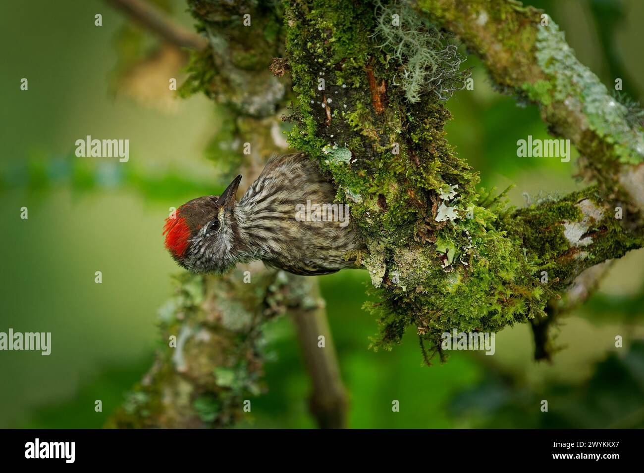 Cardinal Woodpecker - Chloropicus Dendropicos fuscescens common ...