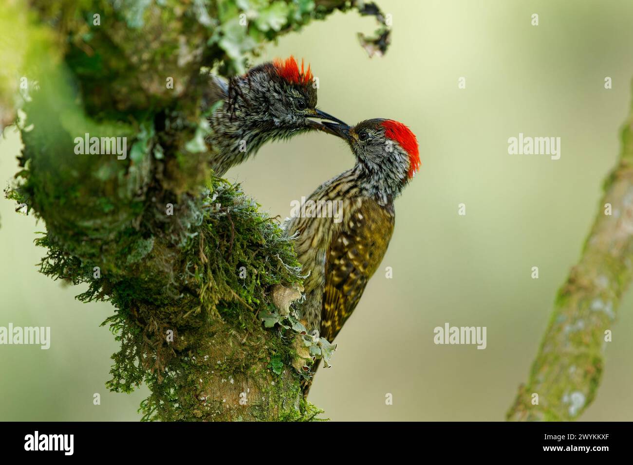 Cardinal Woodpecker - Chloropicus Dendropicos fuscescens common ...