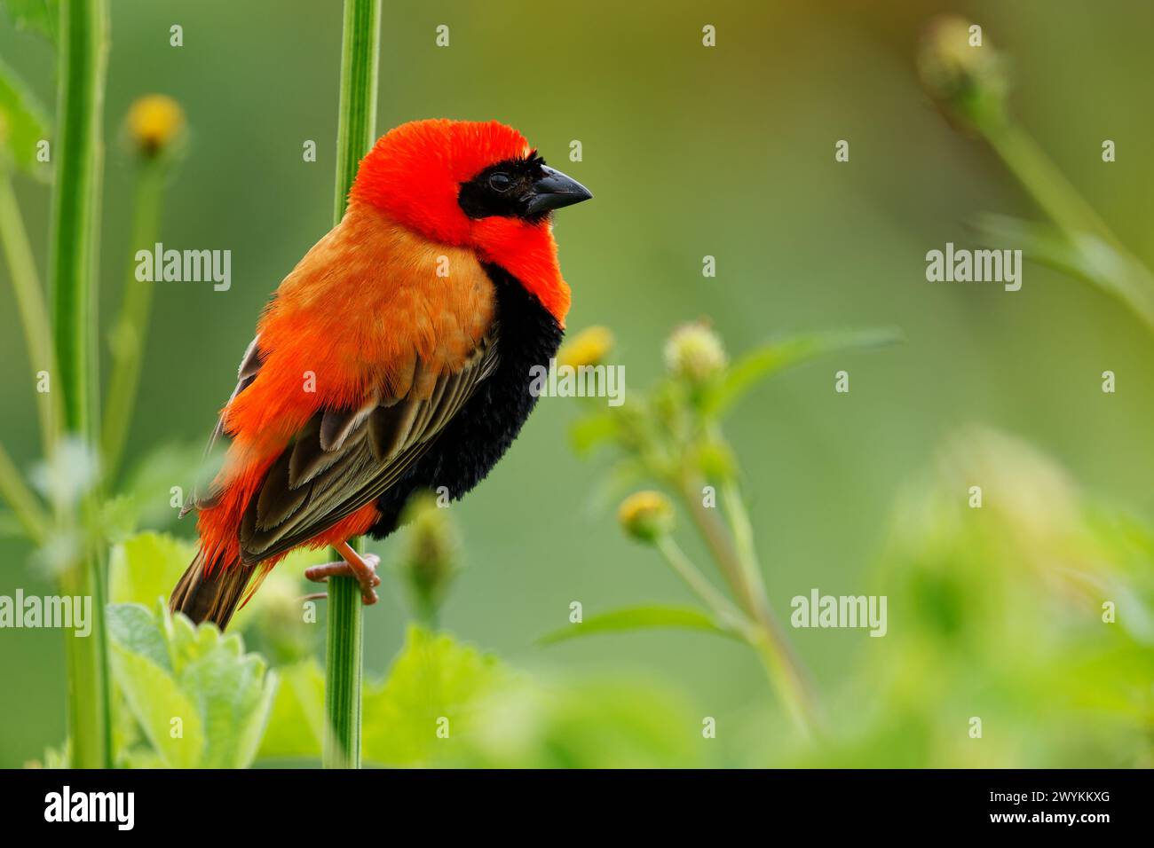 Black-winged Bishop - Euplectes hordeaceus formerly fire-crowned bishop ...
