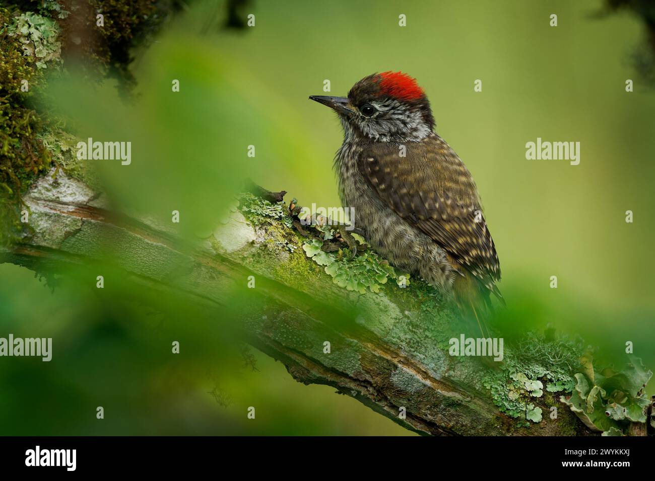 Dense forest in africa hi-res stock photography and images - Alamy