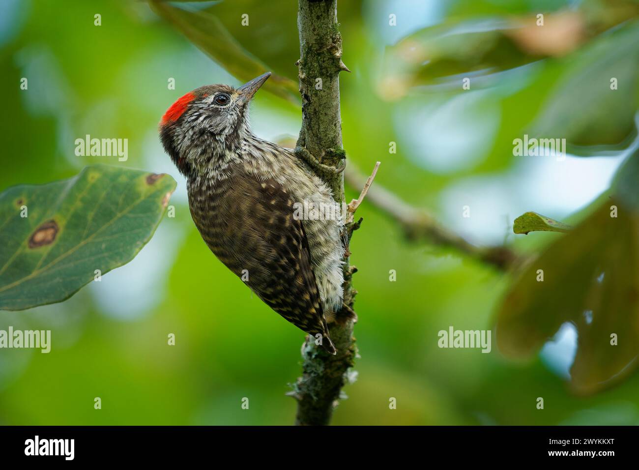 Cardinal Woodpecker - Chloropicus Dendropicos fuscescens common ...