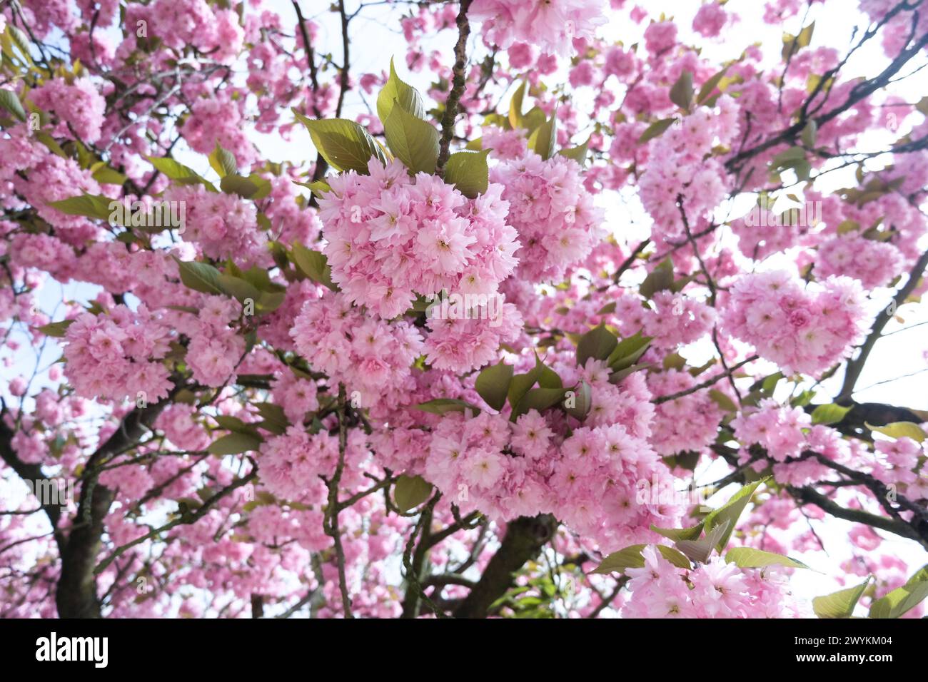 Prunus serrulata kanzan japanese flowering cherry hi-res stock ...